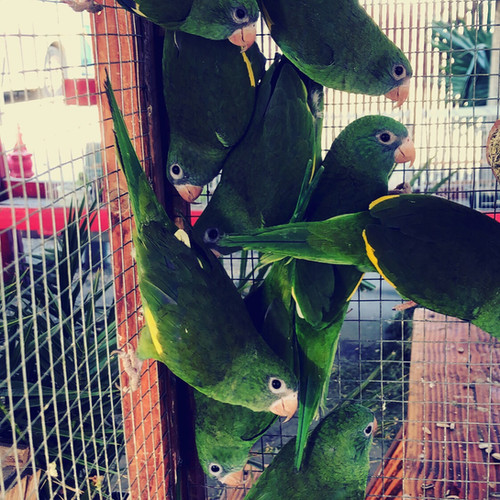 Bee bee Parrots | Marquez Pets