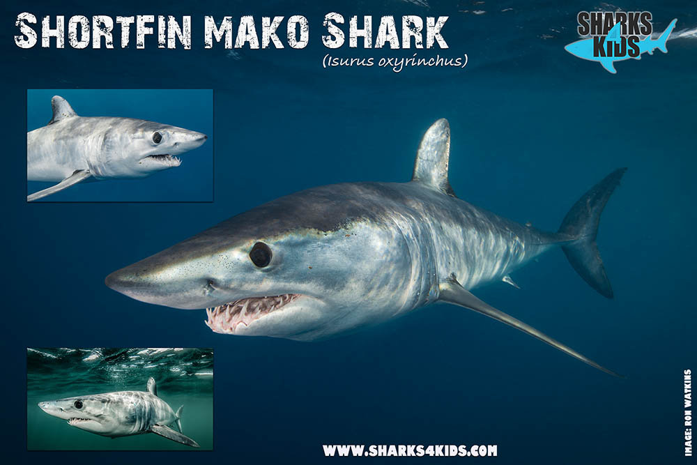 mako shark reference