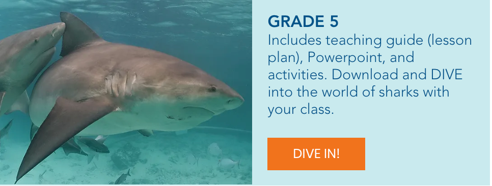 GRADE 5 | Sharks4kids