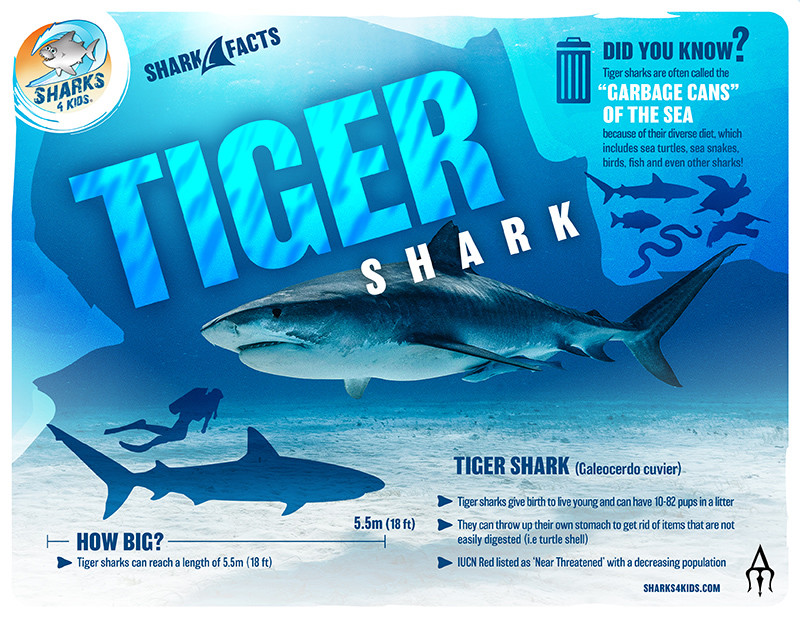 POSTERS | Sharks4kids