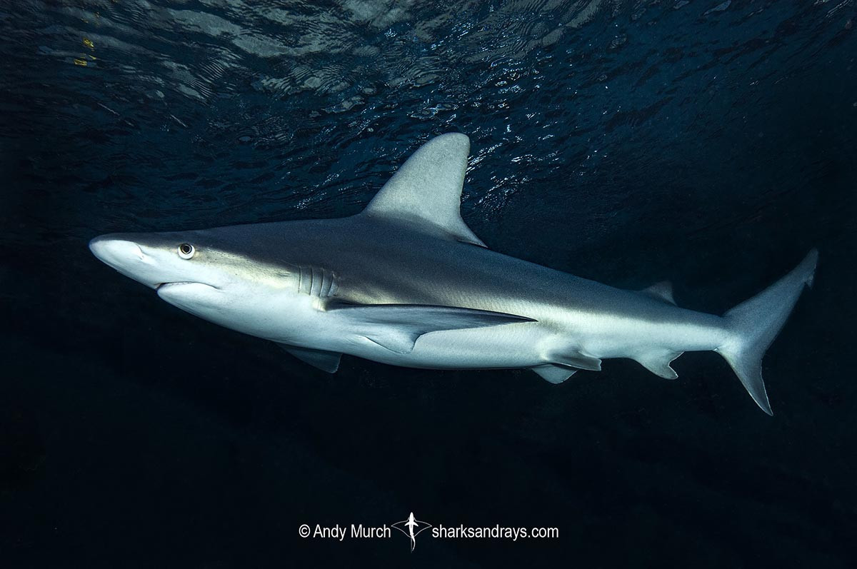 April Elasmobranch of the Month: Sandbar Shark