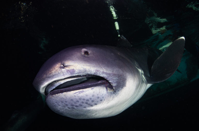 June Elasmobranch of the Month: Megamouth Shark
