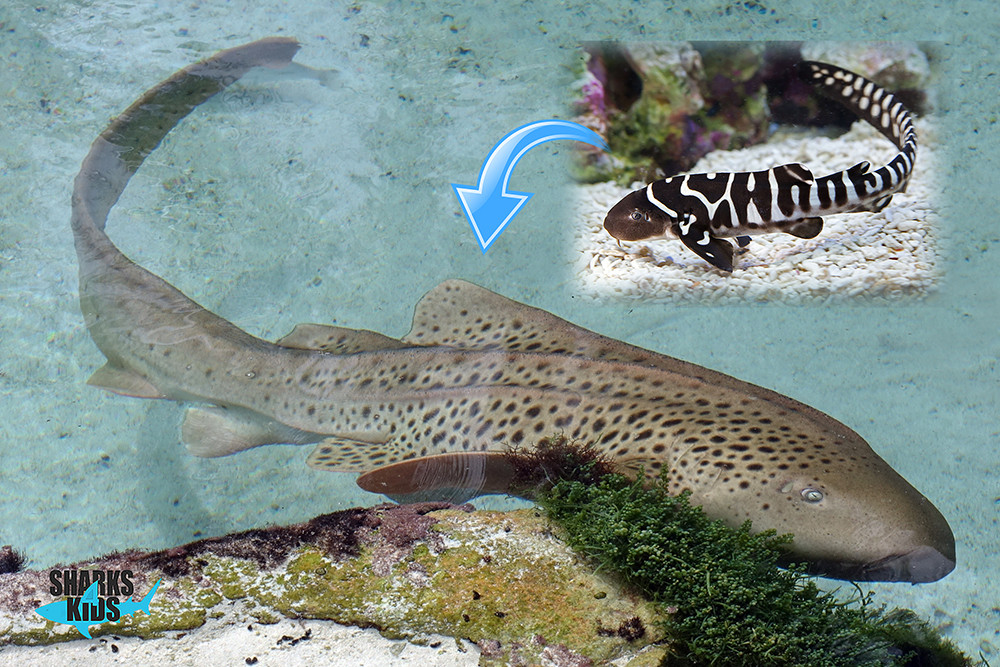REFERENCES | Sharks4kids
