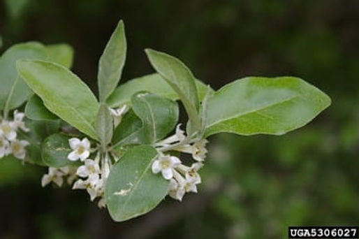 A Common Invasive – Autumn Olive