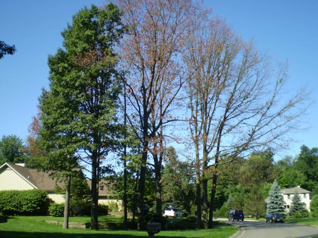 Trimming Oak Trees- A Chore That Can Wait
