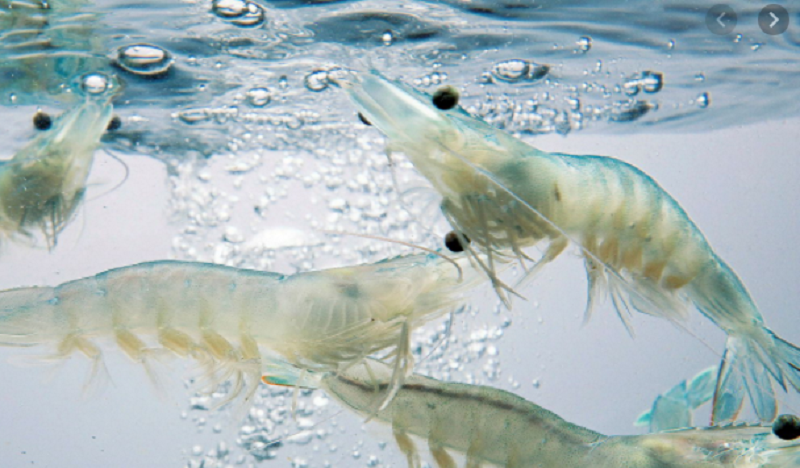 Informasi Lengkap Tentang Spesifkasi Aerator Untuk Udang Hidup