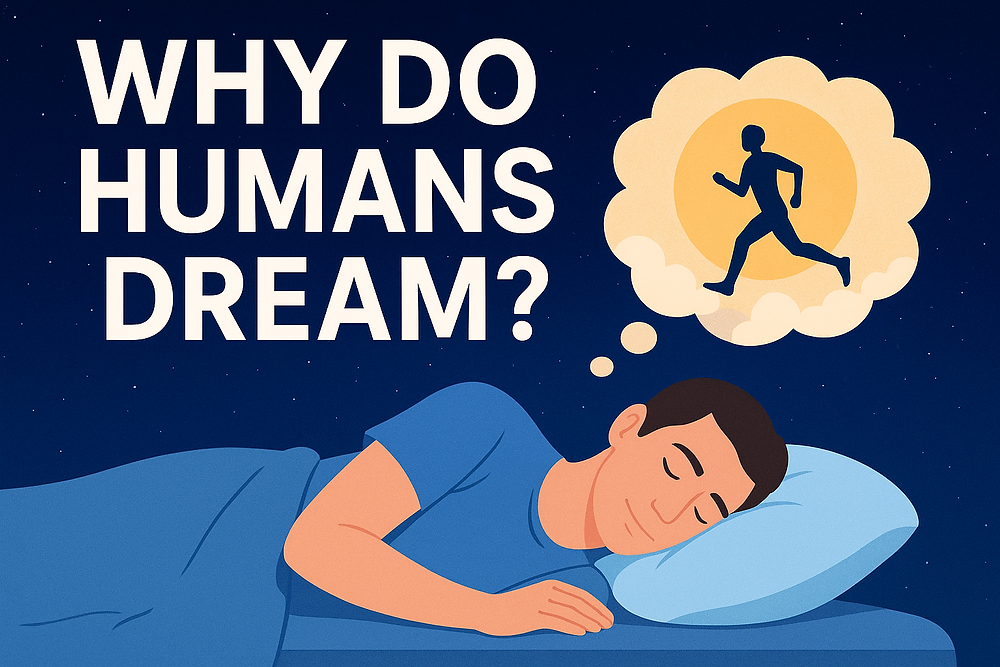 Why Do Humans Dream?