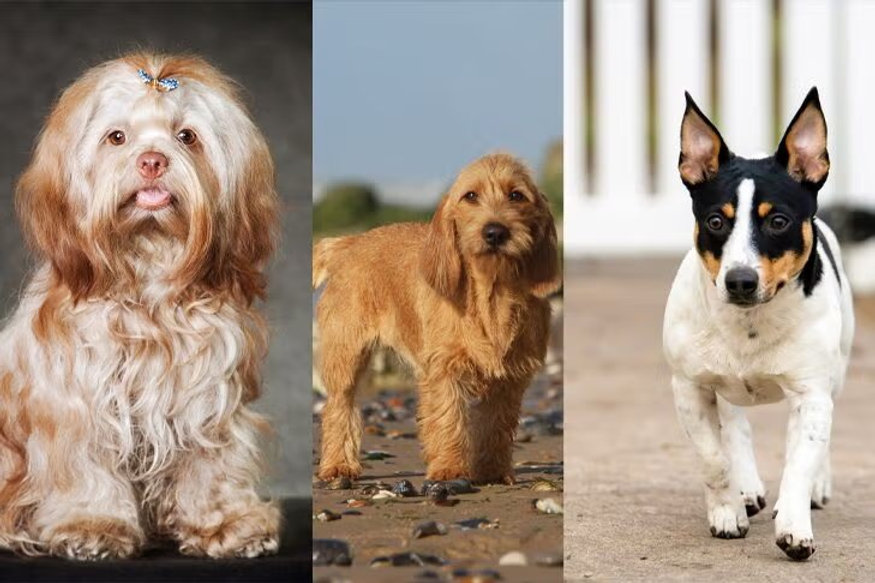 Meet AKC’s Three Newly Recognized Dog Breeds