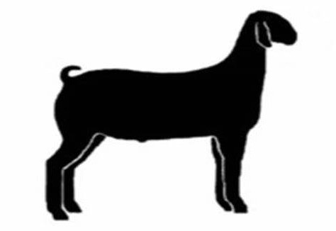 100% Grass fed lamb | Wild Boyd Farm