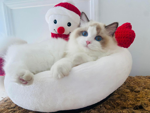 Kyat Birmans' Exclusive Cat Beds Collection | Shop Now!