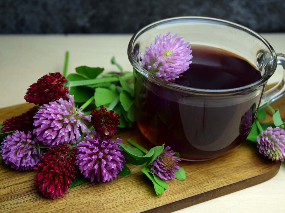 Unlocking the Benefits of Red Clover Herb as a Nourishing Tonic