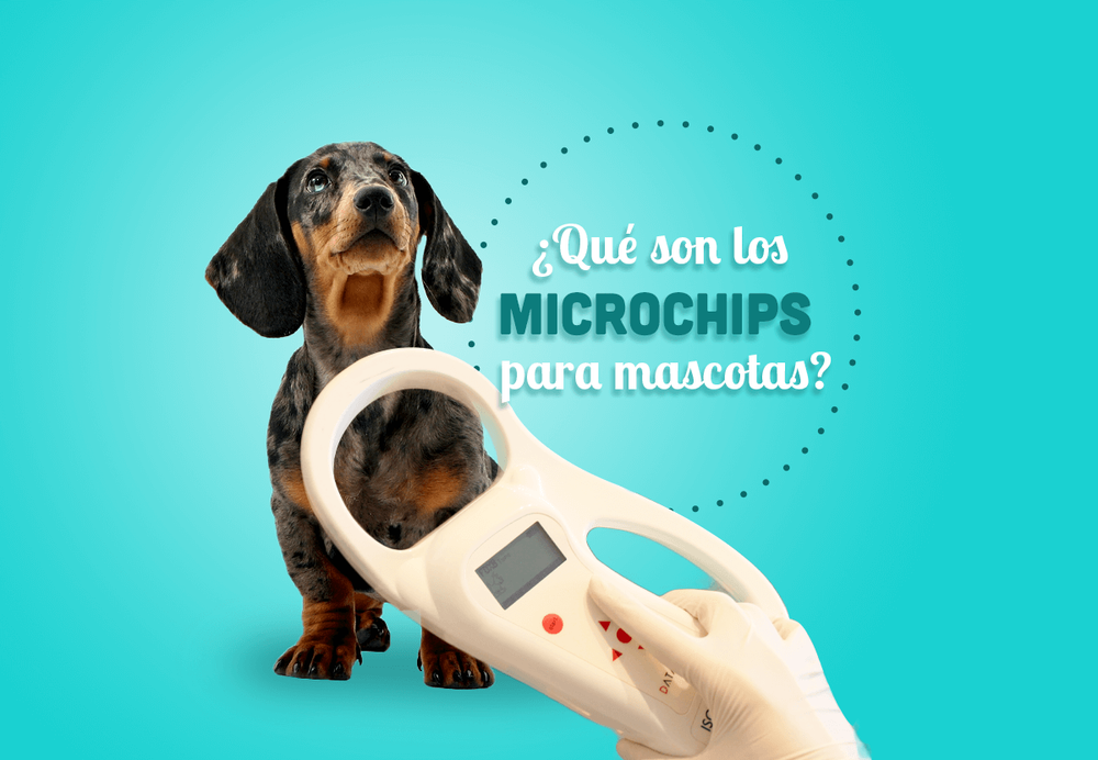 Microchips para tu Mascota