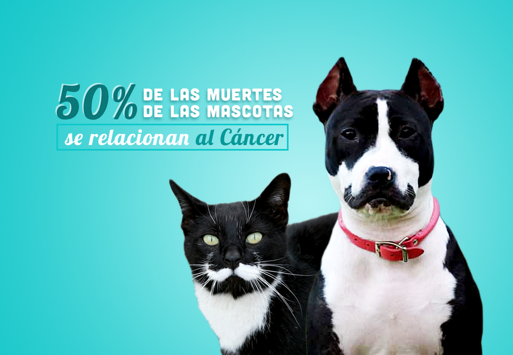 El cáncer también afecta a tu mascota ¡Ayúdemoslo a prevenirlo!