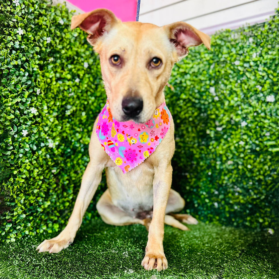 Adoptable Pets