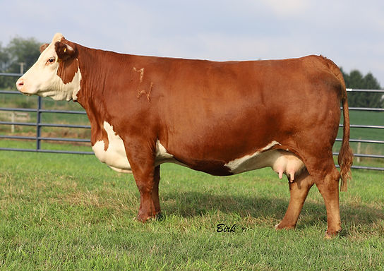 whitney hereford