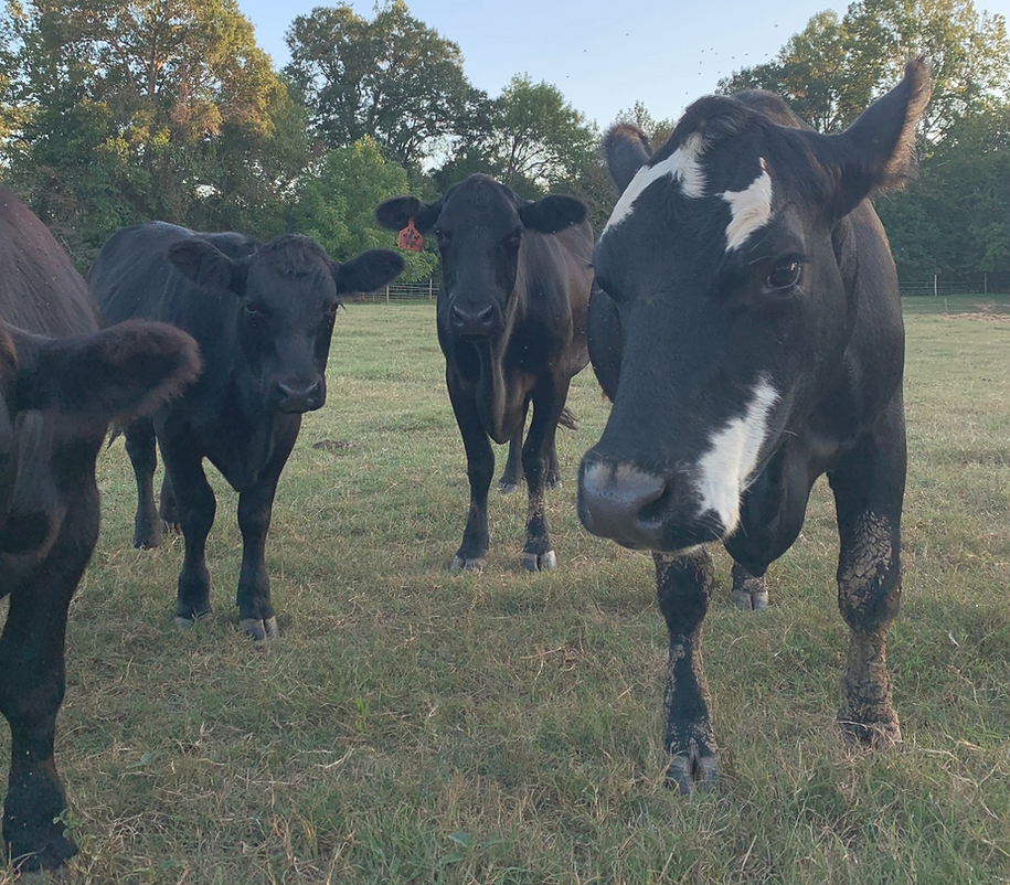 Farmer | SLC Farms | United States