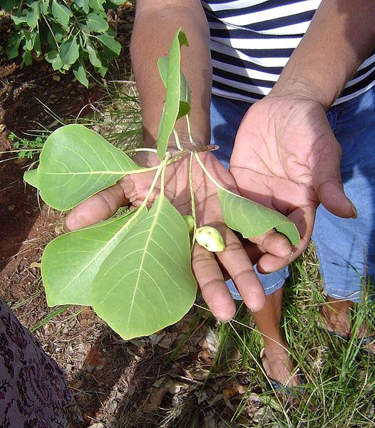 Gubinge (Gabiny) ripe for the picking