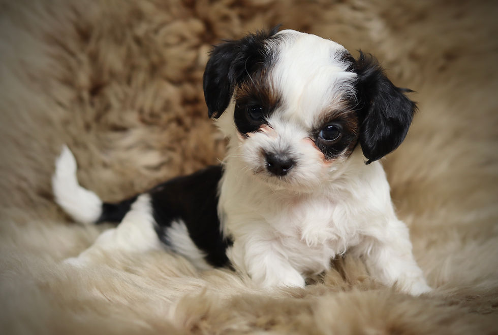 Baby Barks | Shichon Zuchon Bichon Shih Tzu Puppies. Quality breeder