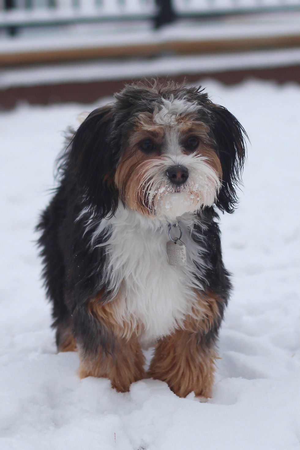 Baby Barks | Bichon Shih Tzu Breeder - Parents and Stud Service