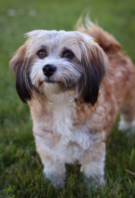 Baby Barks | Shichon Zuchon Bichon Shih Tzu Puppies. Quality breeder