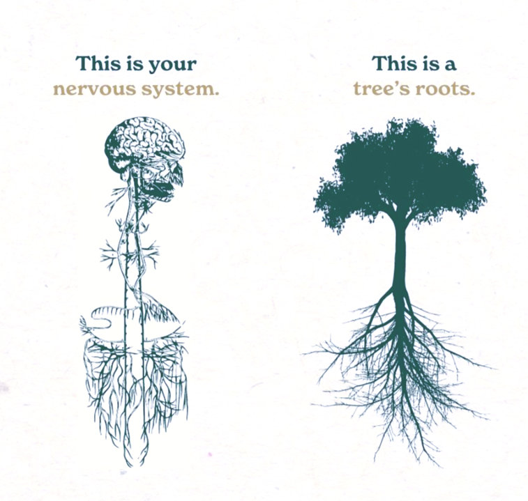 NATURE HEALS - How a tree can teach us about life and the nervous system