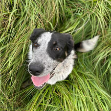 Dogs for Adoption | Kerry Animal Rescue | Klaws | Kenmare