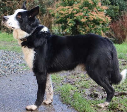 Kerry Animal Rescue | Klaws | Kenmare