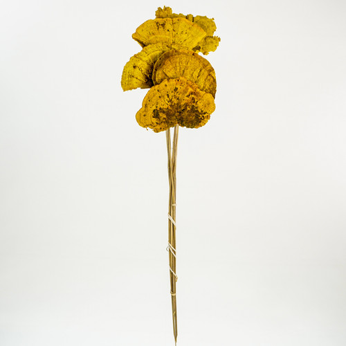 SPONGE MUSHROOM WITH STEM 27IN (3 COLORS) | Craftex