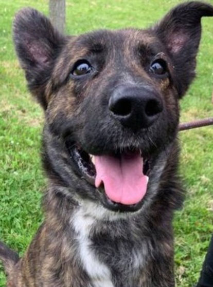 Adoption | Woodhaven Boarding Kennels and Cattery