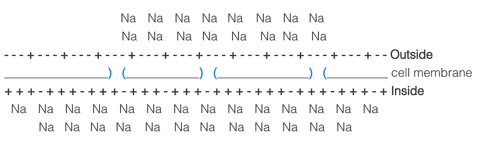 Nernst Equation: Numerical Neuroscience