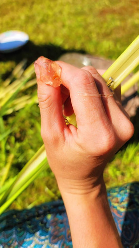 Cattail Gel | Blessing Moon Herbs