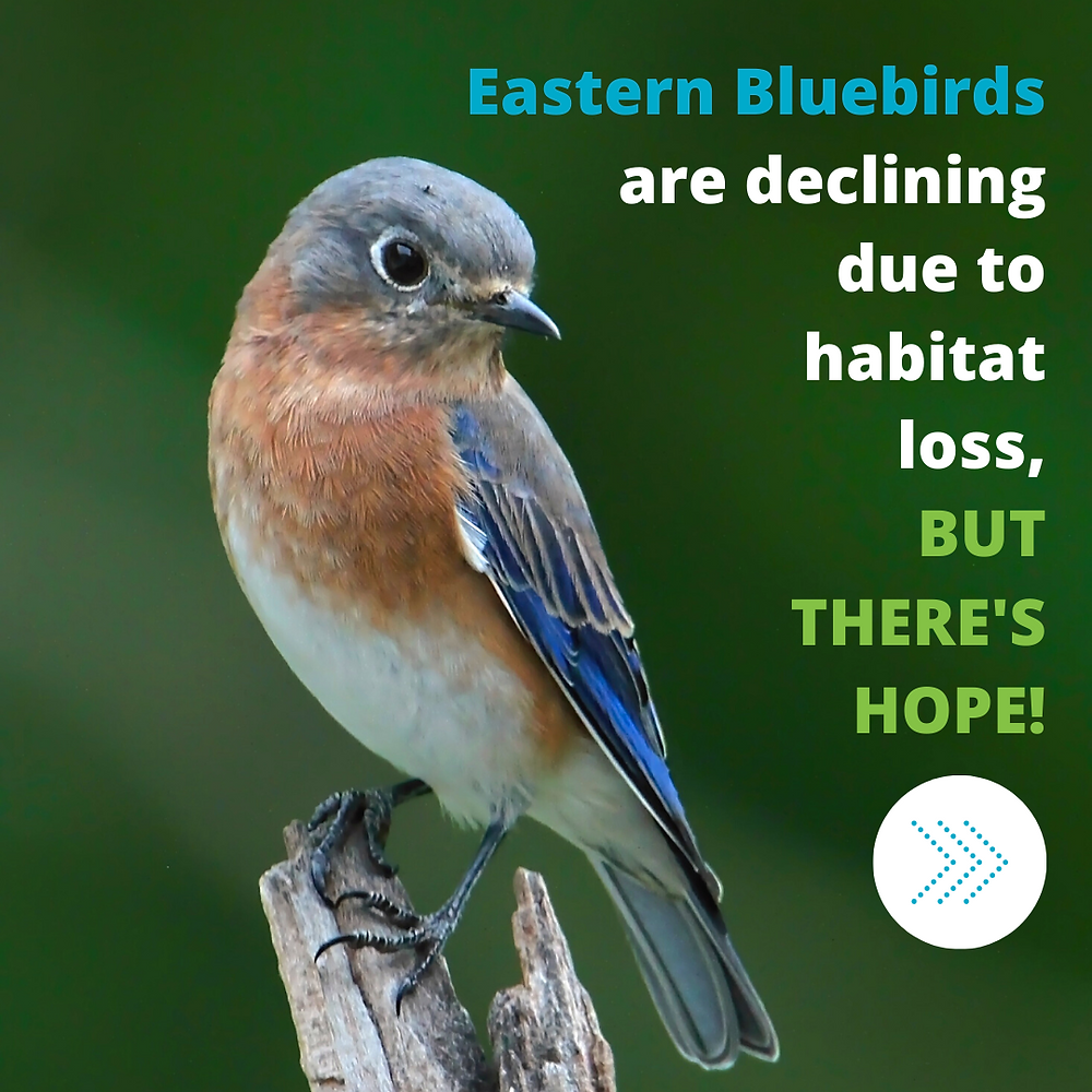 SSMN Joins in Minnesota Bluebird Recovery