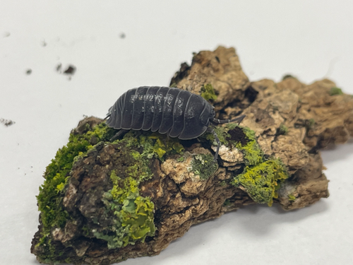 Croatian Giant Isopods | Spock's Sanctuary