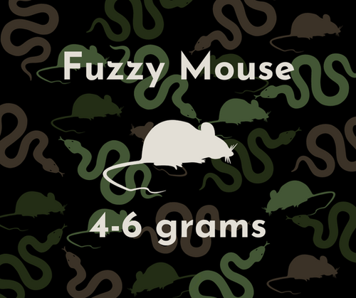 Fuzzy Mice | Spock's Sanctuary