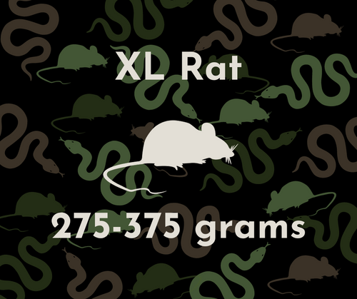 XL Rat | Spock's Sanctuary