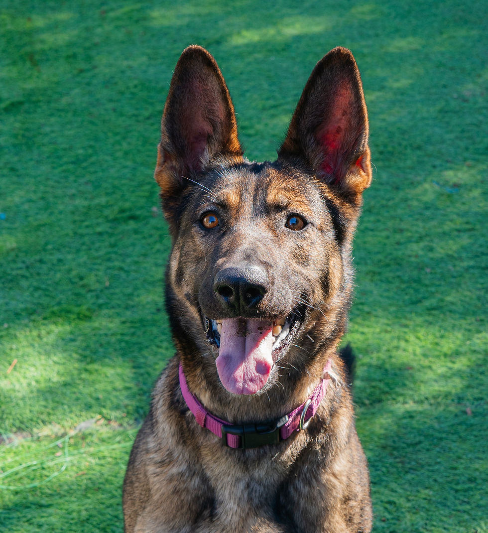 Team (List) | CK9 German Shepherd Rescue of San Diego