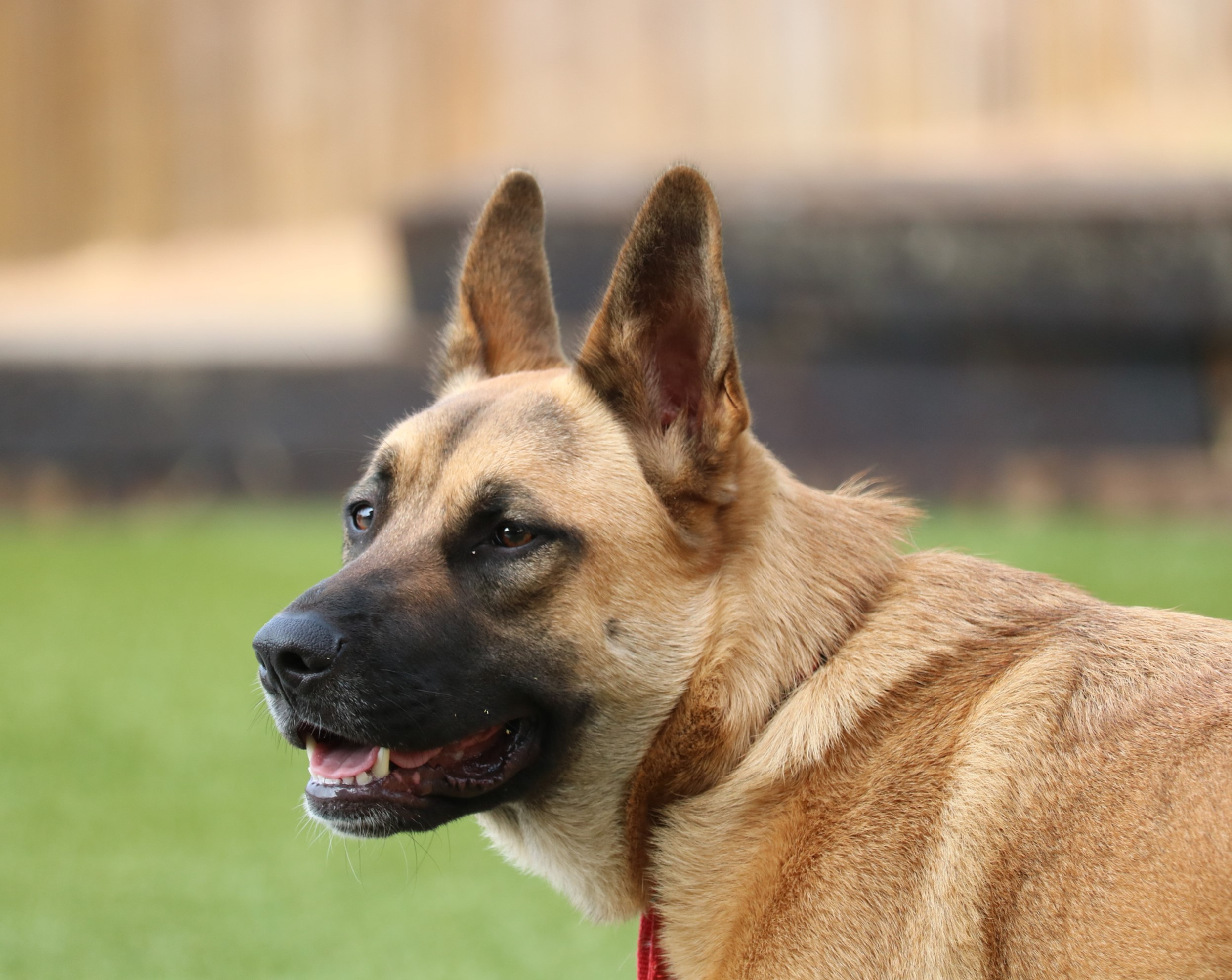 Delta | Coastal K9 GSRSD