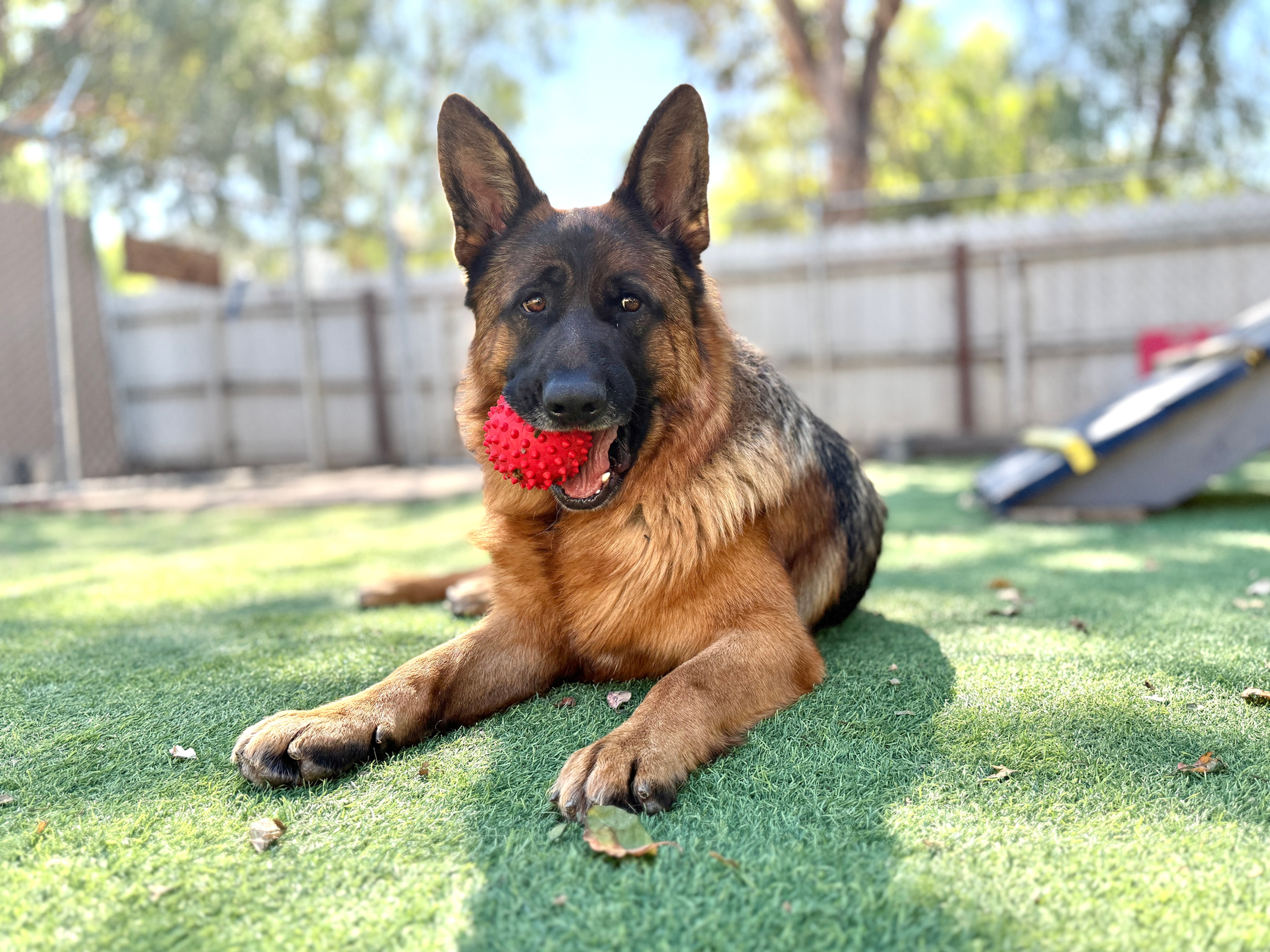 Hank | CK9 German Shepherd Rescue of San Diego