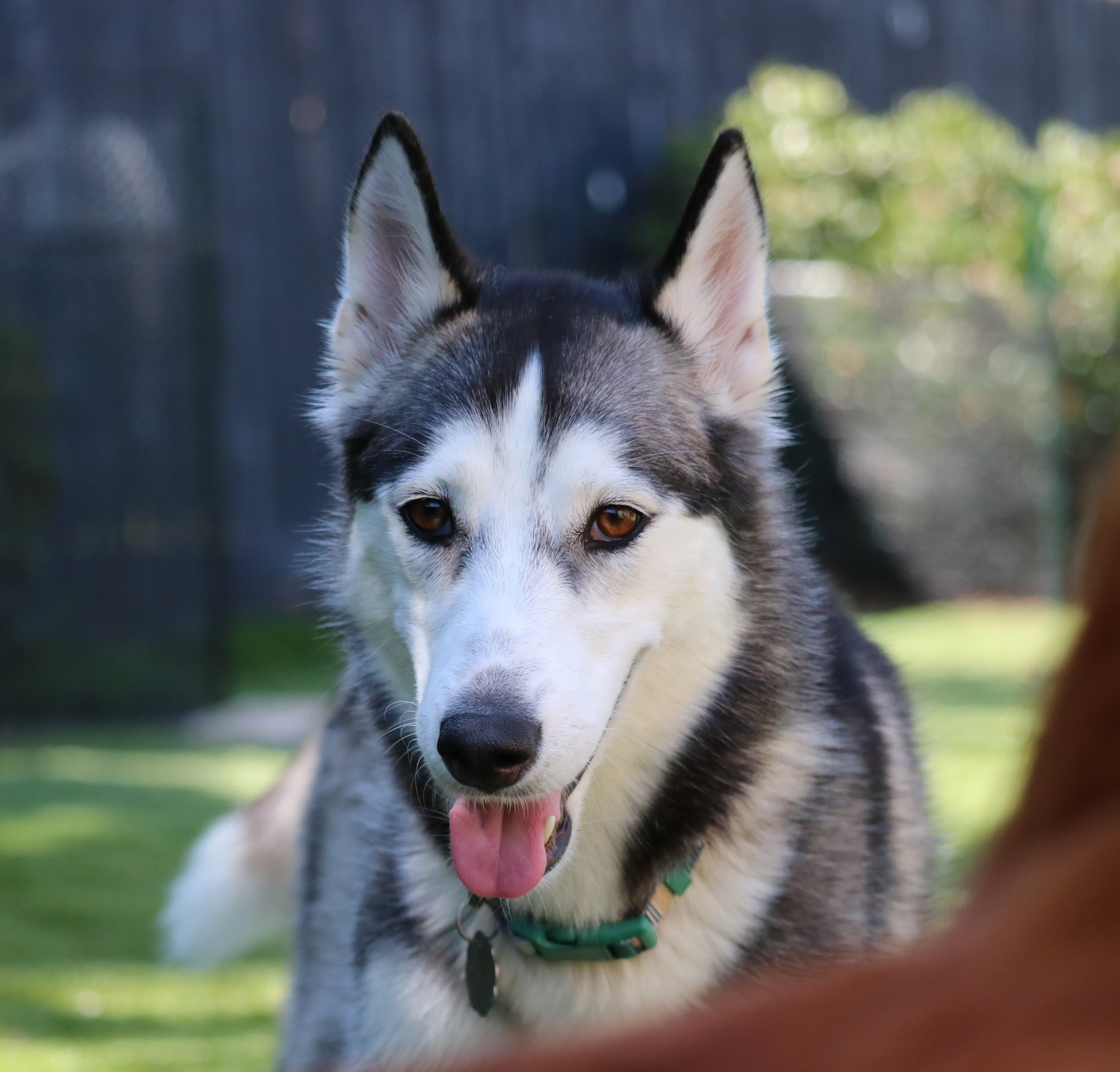 Asha | CK9 German Shepherd Rescue of San Diego