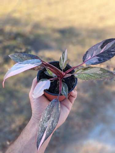 Philodendron Pink Princess | Jade Greenhouse