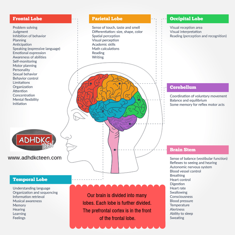 What Does Brain Imaging Tell Us About ADHD What Does Brain Imaging Tell Us About ADHD