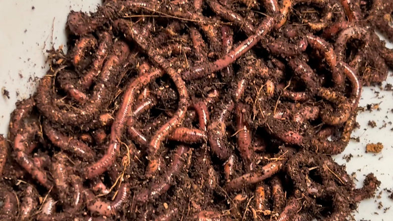 The Garden And Worm Lady/Red Wiggler composting worms/100%Pure stock ...