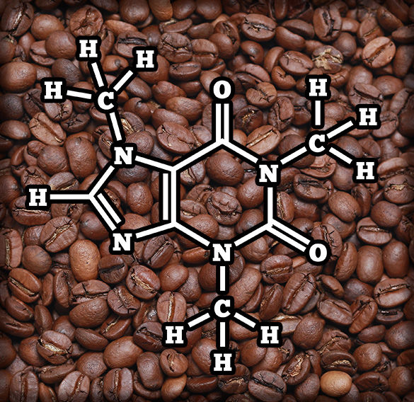Coffee Knowledge | Lola Savannah Coffee