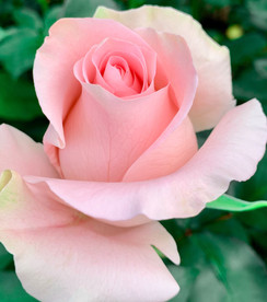 Home | Ecuatorian Flower Top Quality - Ecuador Rose Grower and Exporter