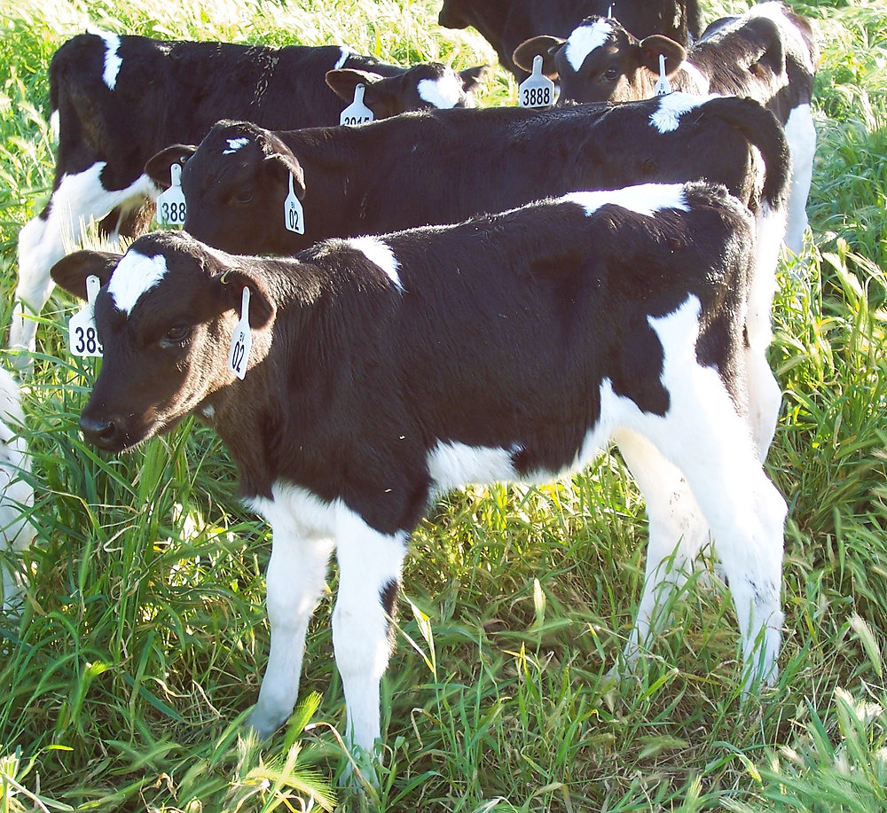 What are the main contributors of a strong and healthy calf?
