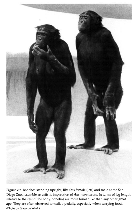 Tree of Origin: What Primate Behaviour Can Tell Us About Human Social ...