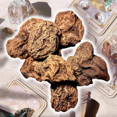 High John Root- Success, Personal Gain, Power, Prosperity, Drawing ...