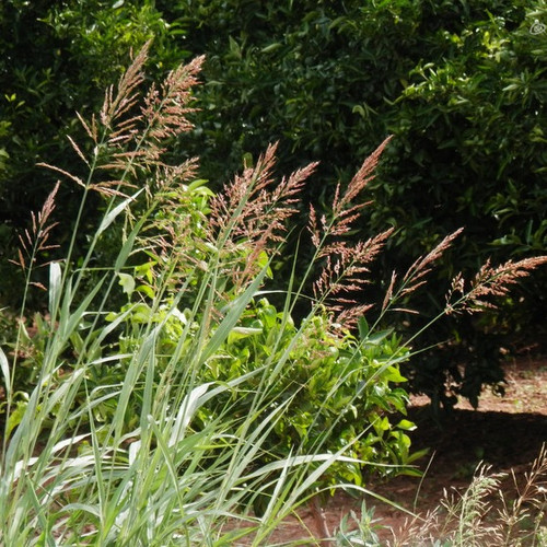 Zacate Johnson | Fertivalles