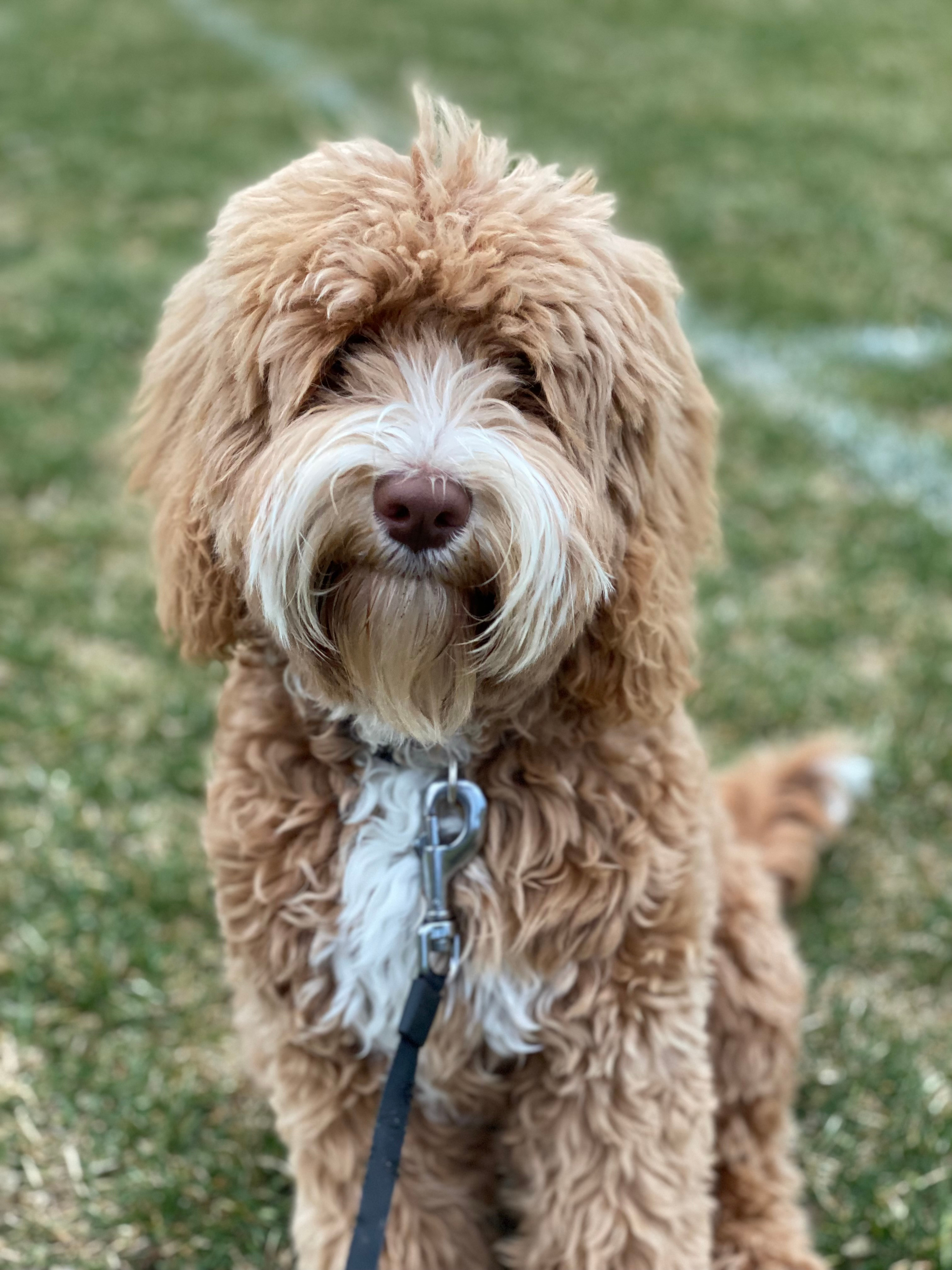 BML Ona & SBL Bandit WINTER BREEDING "Reservations Available"