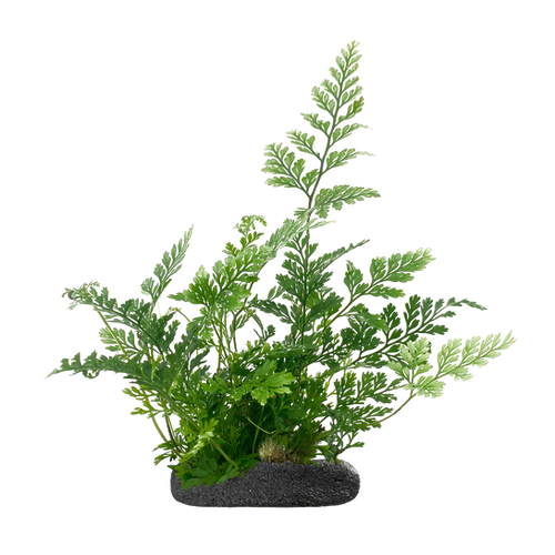 White Rabbit's Foot Fern | WIO